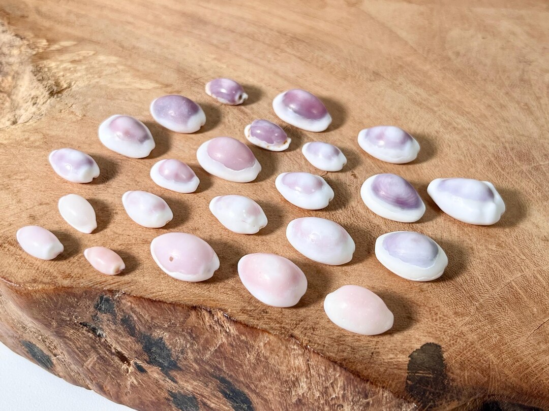 Japanese Sea Shell Cowry Pink Purple: Natural Japanese Beach Find G36 ...