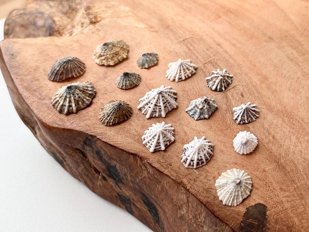 Various Japanese Limpet Shell – Siphonaria Laciniosa – Natural Japanese ...