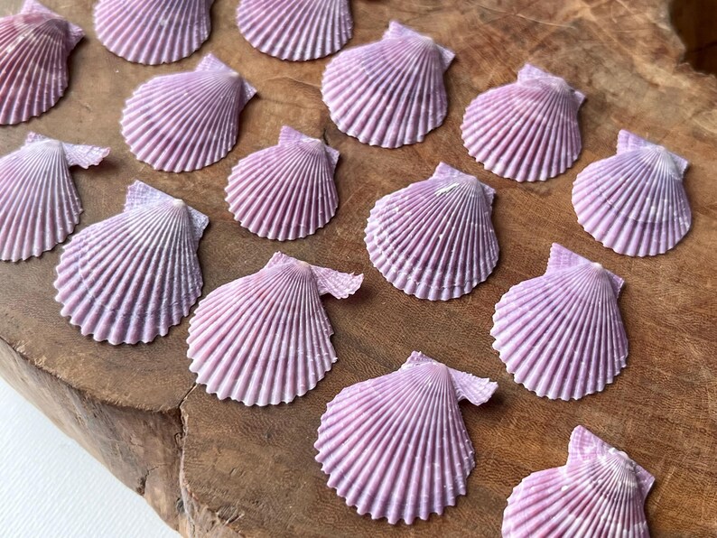 Japanese Purple Sea Shells: Decato Pecten, Natural Beach Find J71 - Etsy