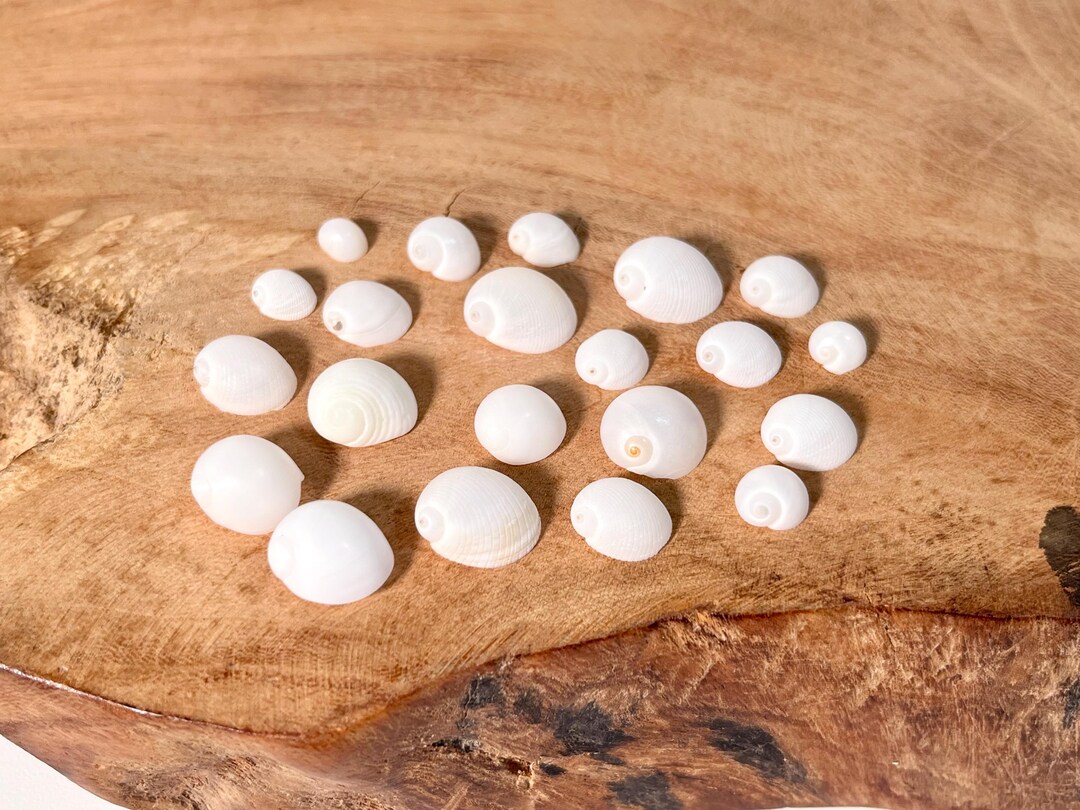 Japanese White Moon Snail/ Sea Shell From Okinawa: Natural Japanese ...
