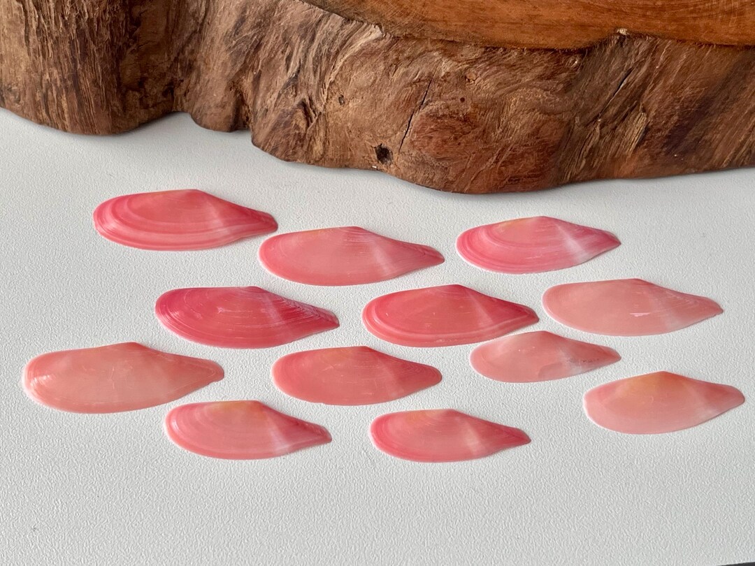 Rare Japanese Pharaonella Shells: Pink Cherry Blossom Color A37 - Etsy