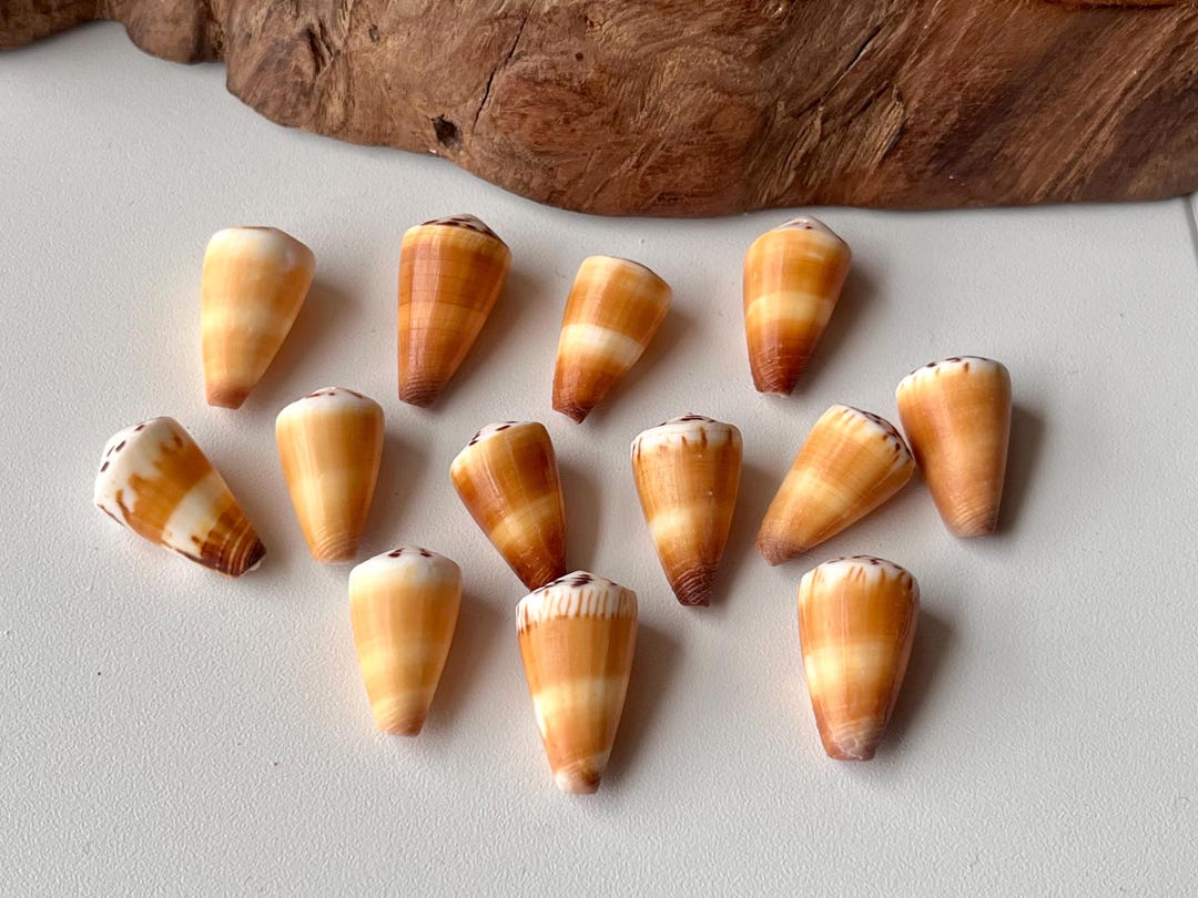 Hebrew Cone Shell: Natural Japanese Beach Find A45 - Etsy