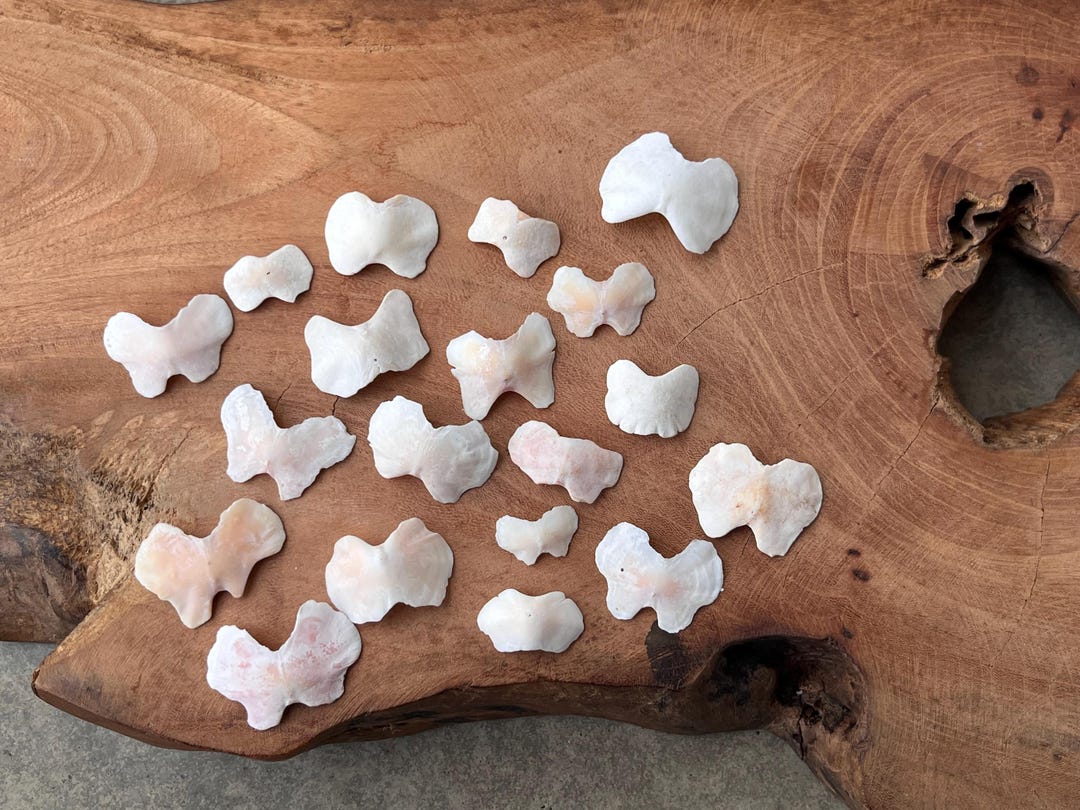 Butterfly Tellina Shells From Japan, Natural Beach Finds - Etsy
