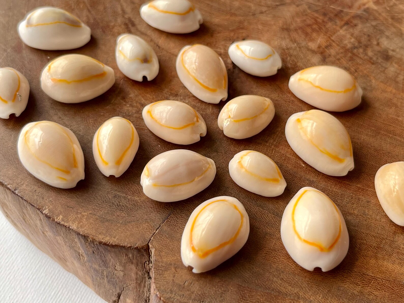 Japanese Sea Shell Cowry Large Size: Natural Japanese Beach Find J9 - Etsy