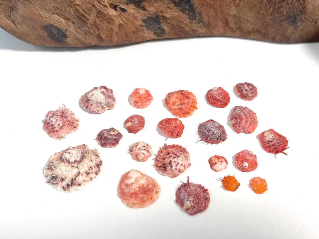 Japanese Sea Shells: Red Purple Natural Beach Find G10 - Etsy
