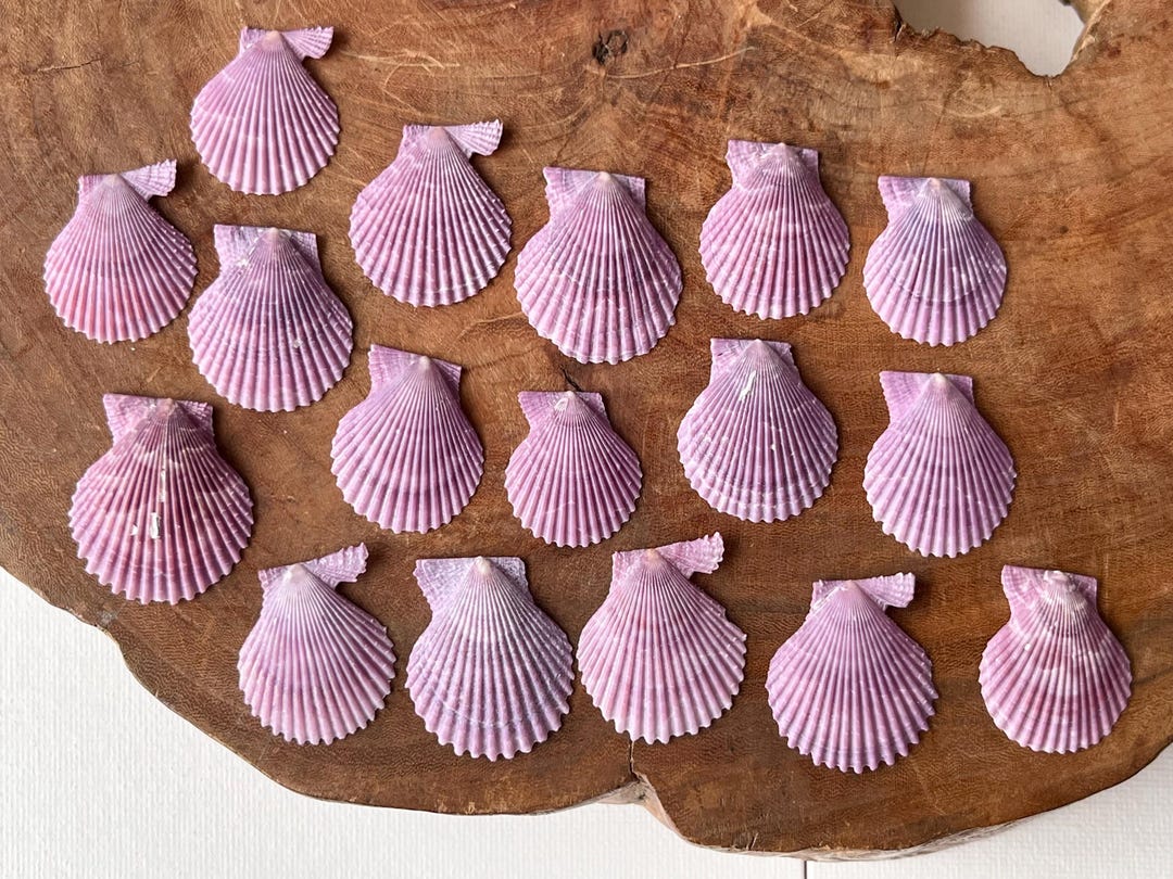 Japanese Purple Sea Shells: Decato Pecten, Natural Beach Find J71 - Etsy