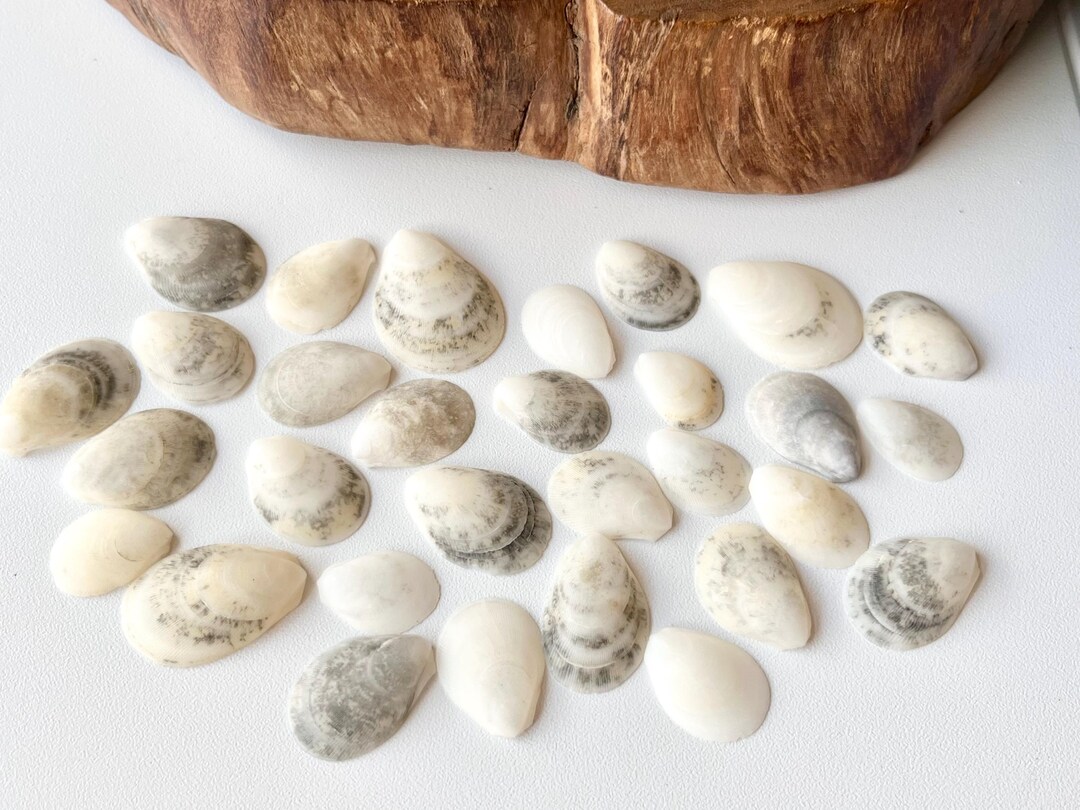 Black Gray P Natural Bivalve Sea Shell: Japan Beach Find for Craft ...