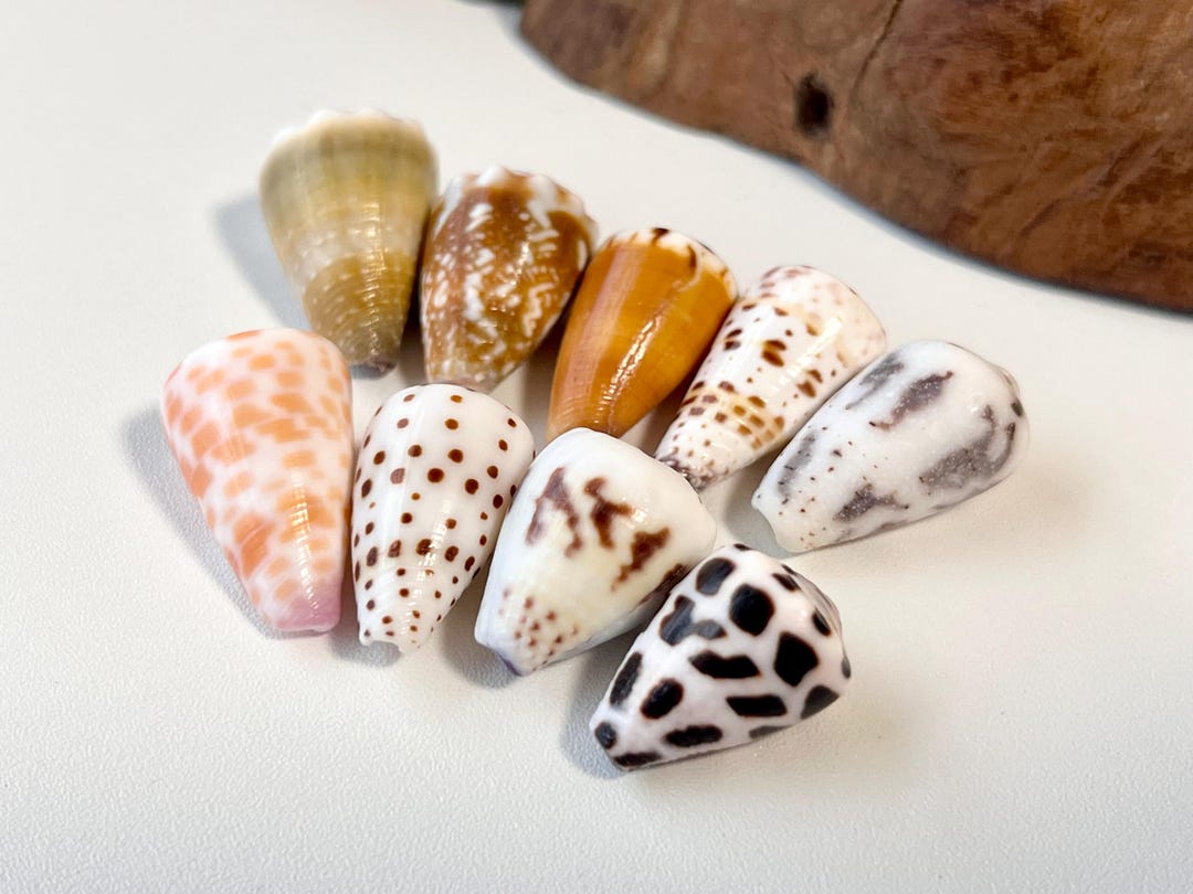 Large Japanese Cone Shells: Natural Beach Finds O67 - Etsy