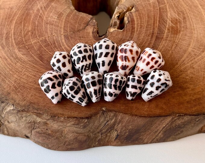 Hebrew Cone Shell: Natural Japanese Beach Find F26 - Etsy