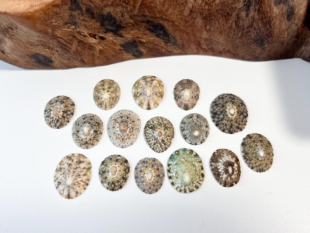 Collection of Japanese Sundial Shells /architectonicidae: Natural ...