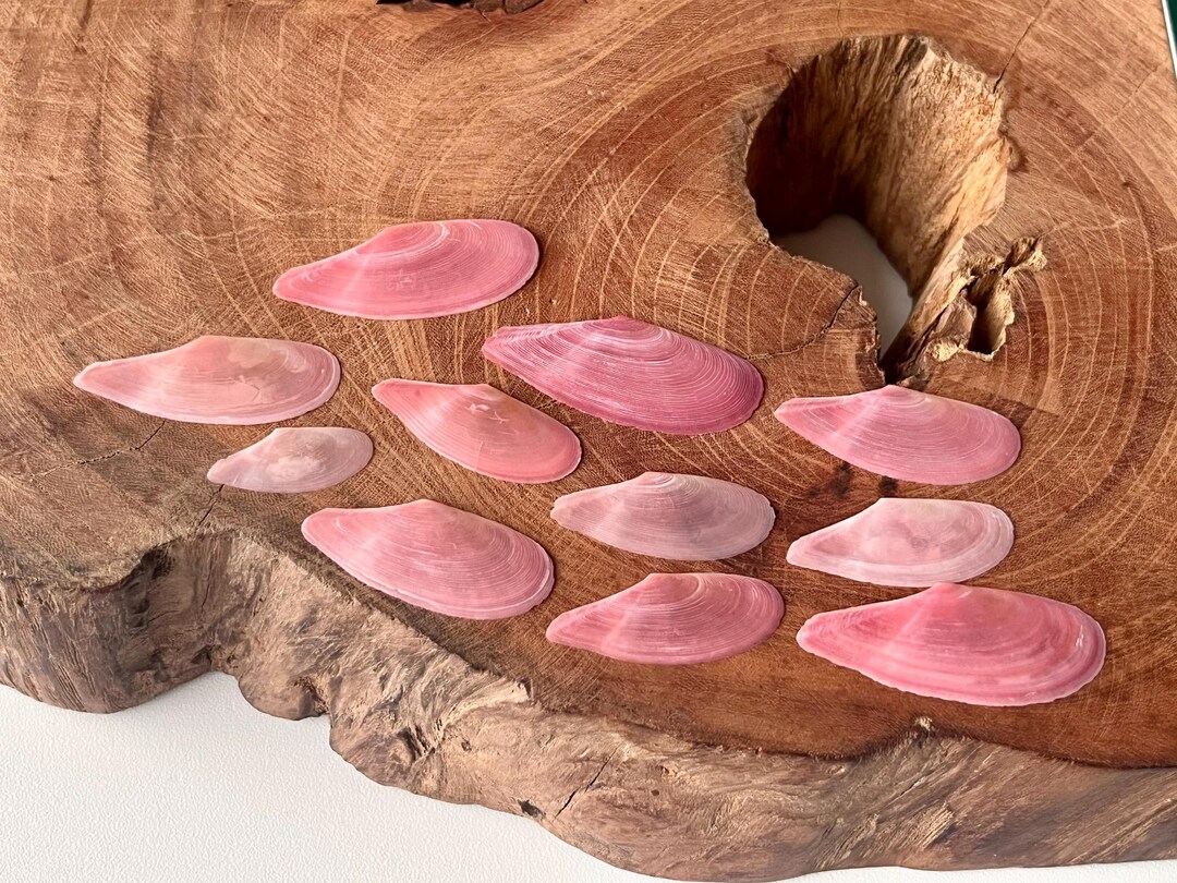 Rare Japanese Pharaonella Shells: Pink Cherry Blossom Color A9 - Etsy ...