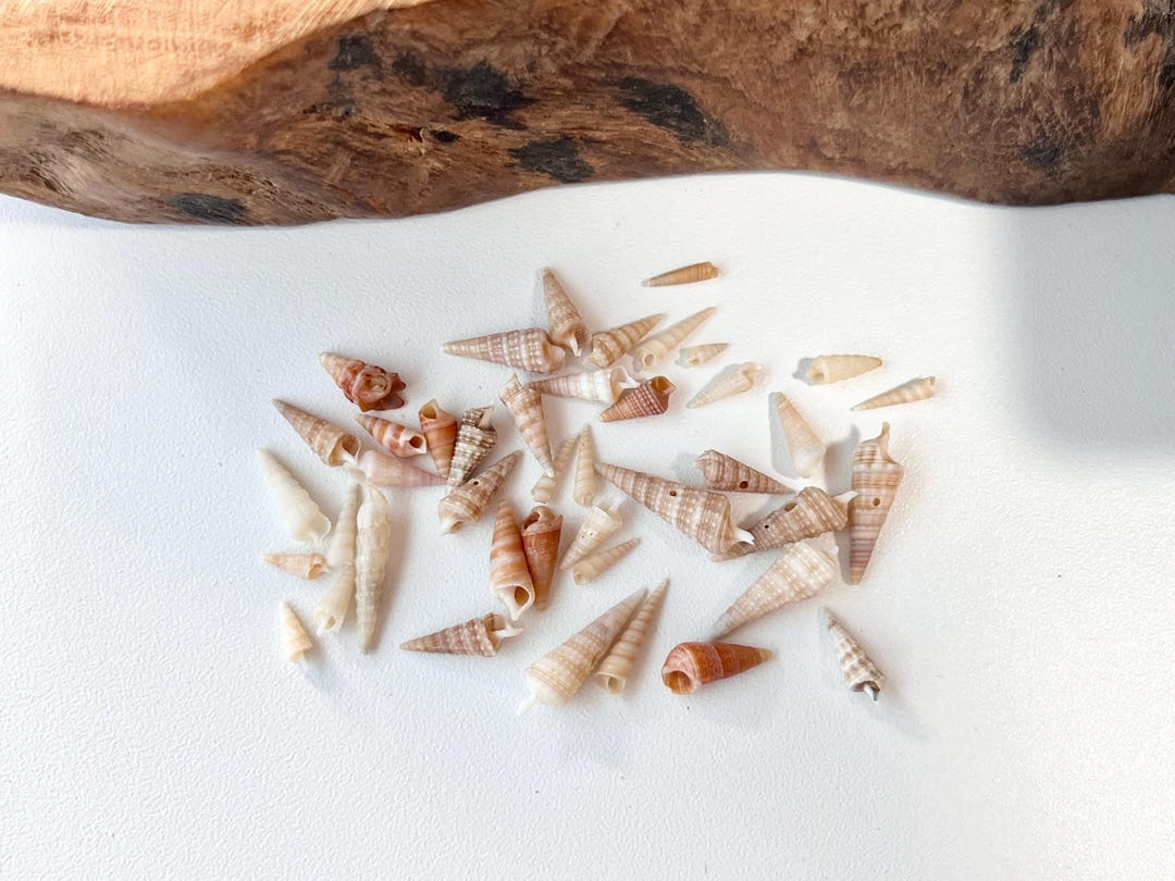 Tiny Size Assorted Japanese Tower Shells / / Genuine & Natural ...