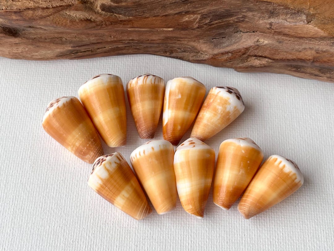 Genuine Japanese Cone Shell: Natural Beach Find J37 - Etsy