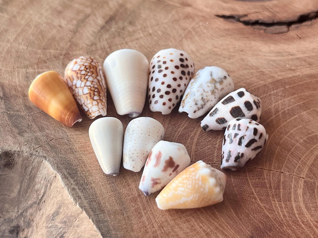 Japanese Cone Shells: Natural Beach Finds P7 - Etsy