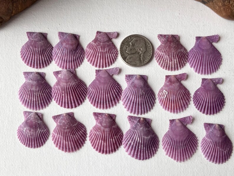 Japanese Purple Sea Shells: Decato Pecten, Natural Beach Find J71 - Etsy