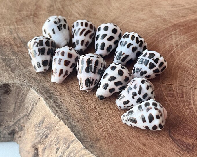 Hebrew Cone Shell: Natural Japanese Beach Find P8 - Etsy