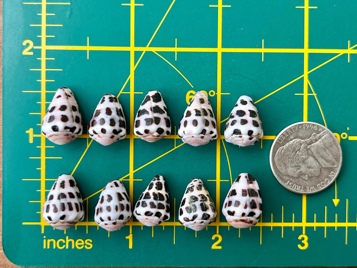 Natural Hebrew Cone Shells: Japanese Beach Finds - Etsy