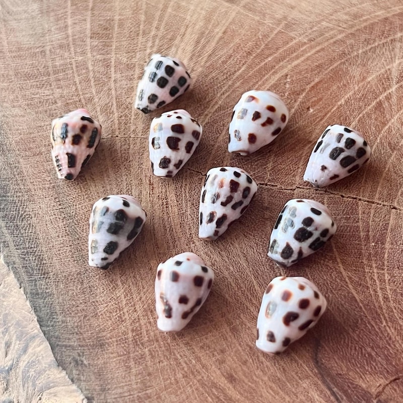 Japan Hebrew Shells - Etsy