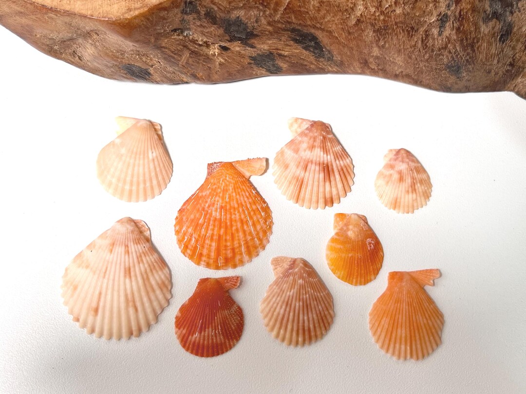 Japanese Orange Shade Sea Shells: Natural Beach Find - Decato Pecten ...