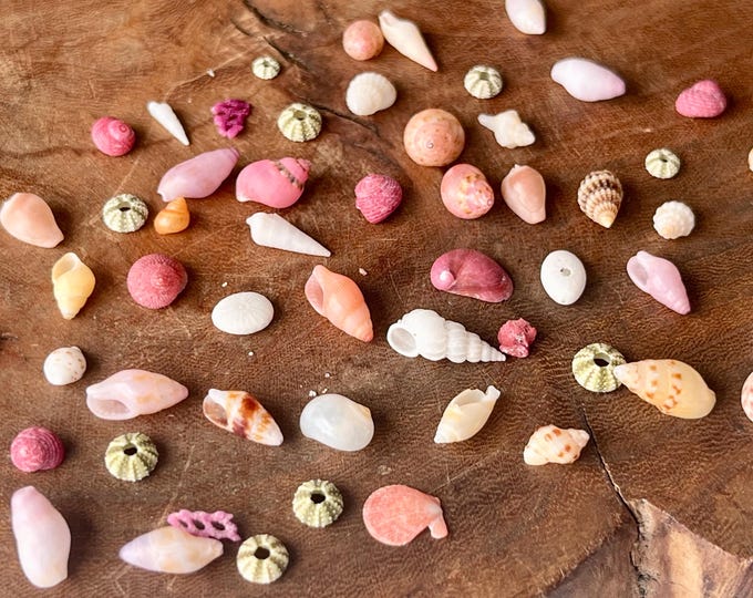 Japanese Sea Shell White Collection: Beachcombed Seashells for Crafts ...