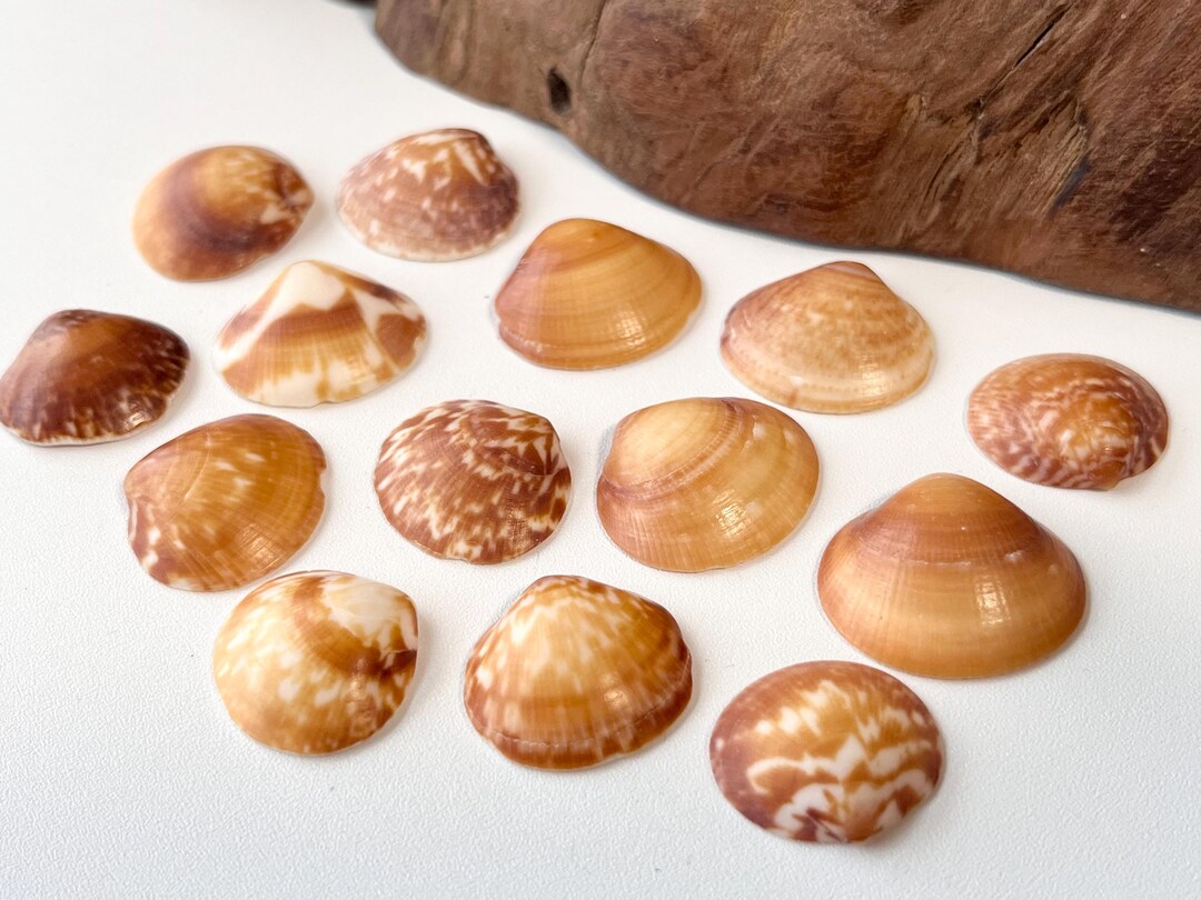 Brown Pattered Natural Bivalve Sea Shell: Japan Beach Find for Craft ...