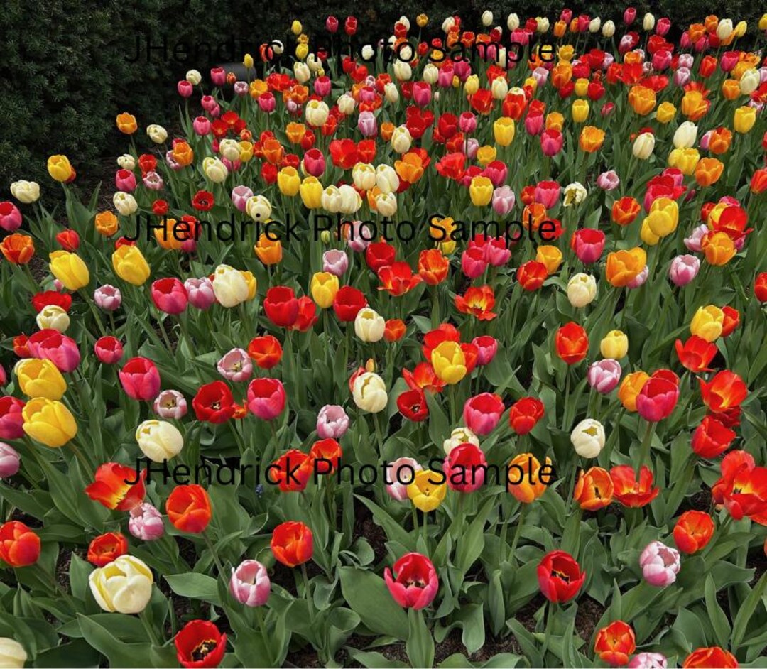 Sea of Tulips Screensaver / Wallpaper - Etsy