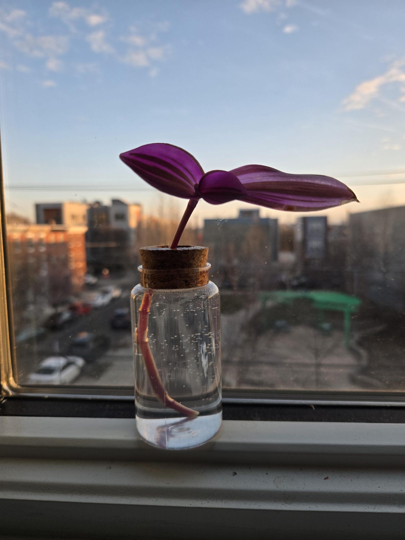 Tradescantia Nanouk Cutting - Etsy