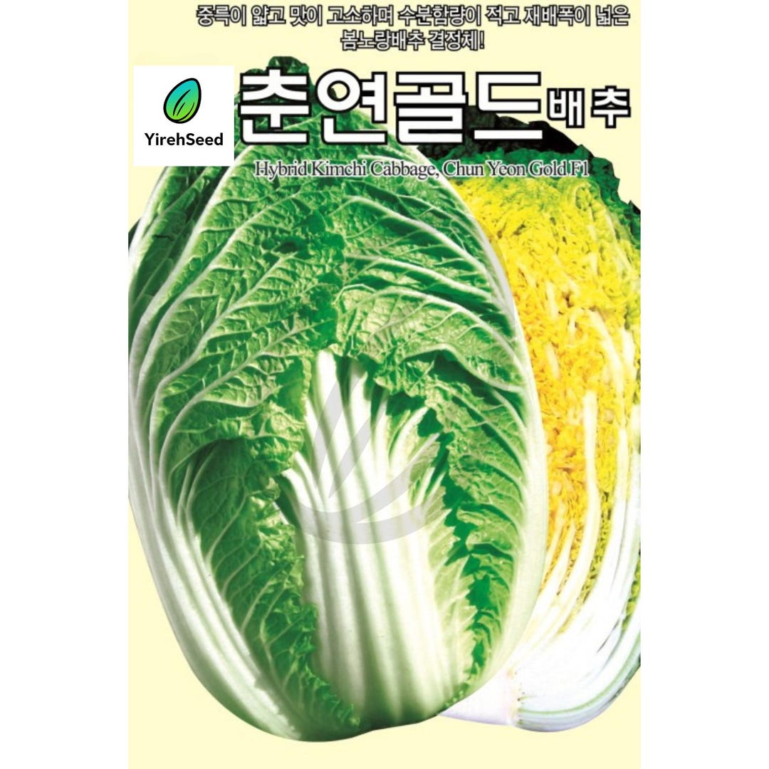 Korean Napa Cabbage Seeds: Chun-yeon Gold Cabbage, Non-gmo, 춘연골드 배추 - Etsy