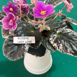 African Violet Leaf Cuttings 2 Leaves Each Type- Named Varieties -you ...
