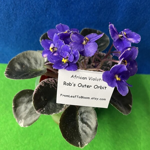 Sweet Violets - Etsy