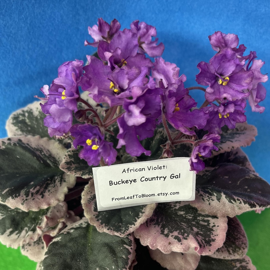 Buckeye Country Gal African Violet – Variegated Foliage – 3” Pot ...