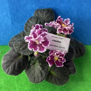 African Violet Leaf Cuttings 2 Leaves Each Type- Named Varieties -you ...