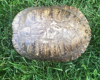 Real Turtle Shell - Etsy