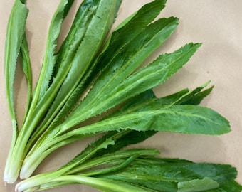 Shadow Beni Herb - Etsy