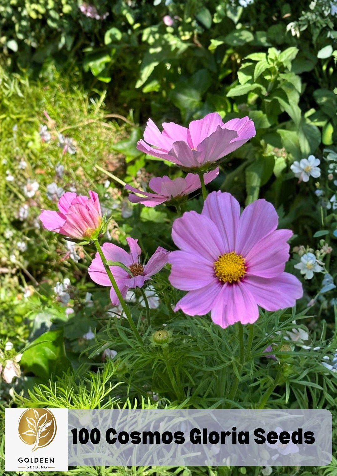 100 Cosmos Gloria Seeds | Cosmos Bipinnatus Seeds | Pink & White Annual ...