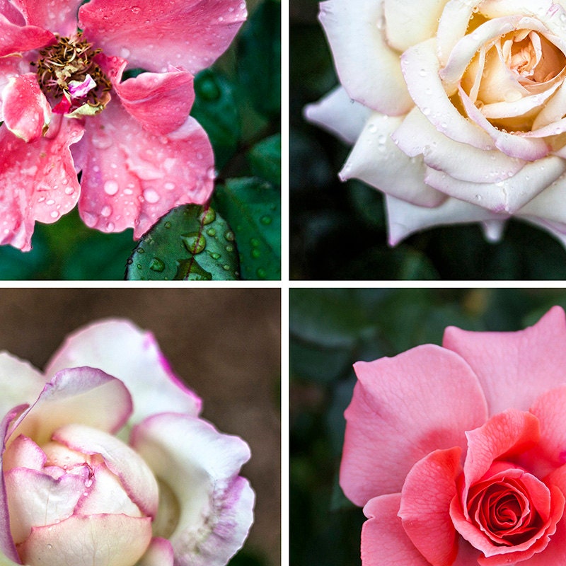 Australia Rose Life - Etsy