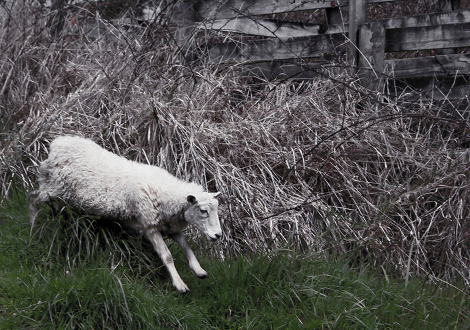 Whanganui Mum - Etsy