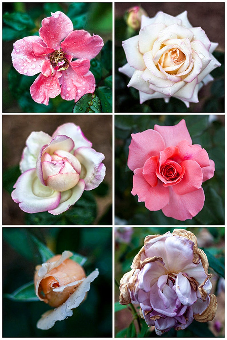 Australia Rose Life - Etsy