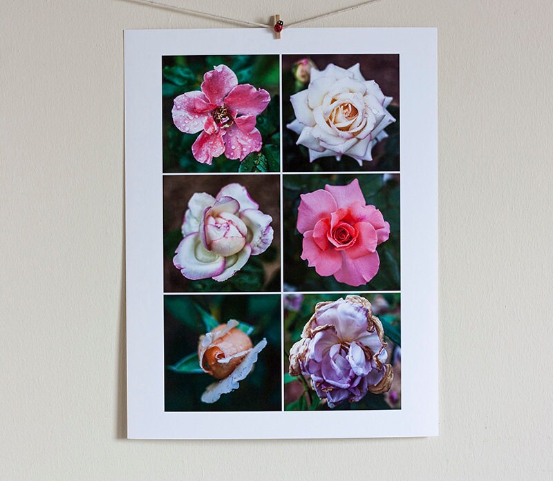 Australia Rose Life - Etsy