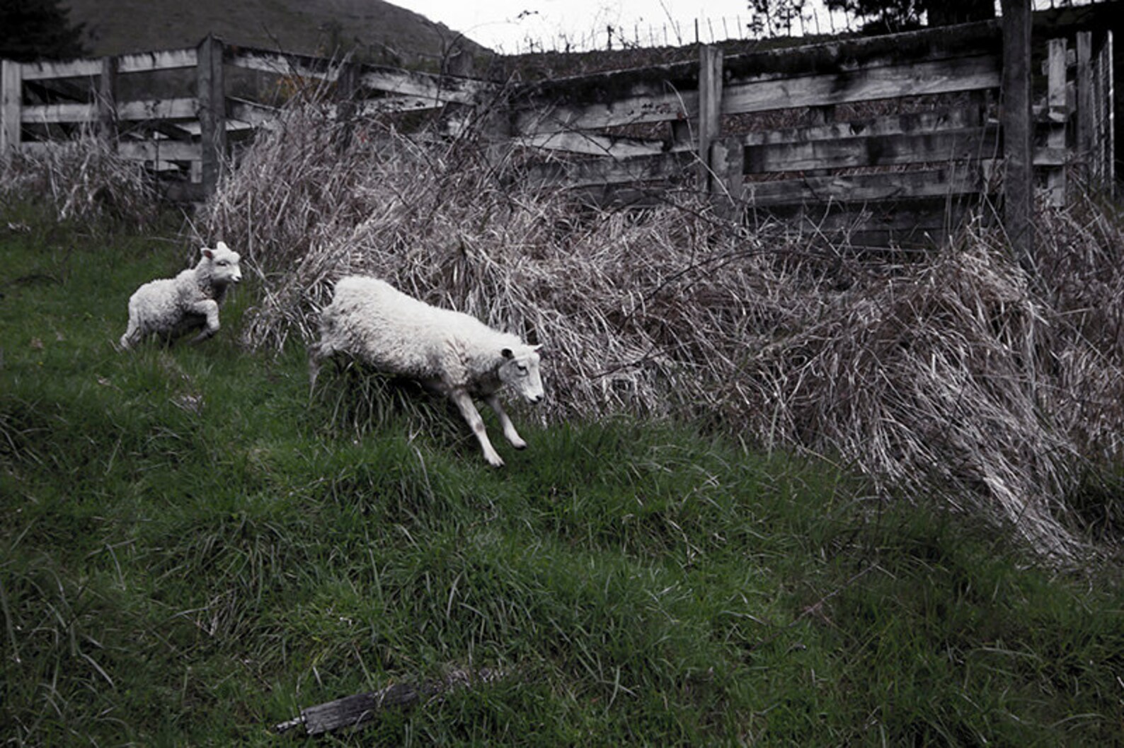 Whanganui Mum - Etsy