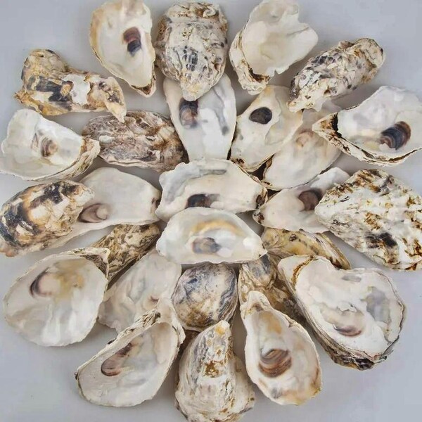 Oyster Painting - Etsy