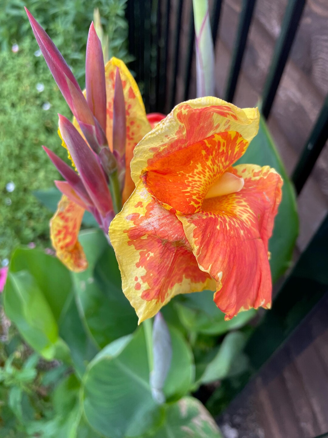 Sprouted King Hubert Canna Lily Bulb: Rare Bicolor Tropical Flower - Etsy