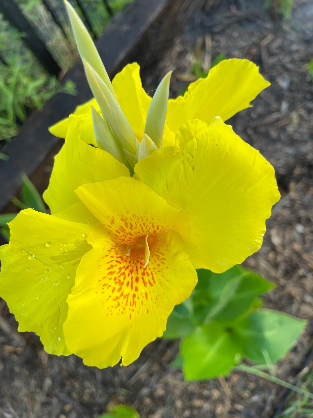 Yellow Futurity Canna Lily – Sprouted Bulbs, Tropical Blooms - Etsy