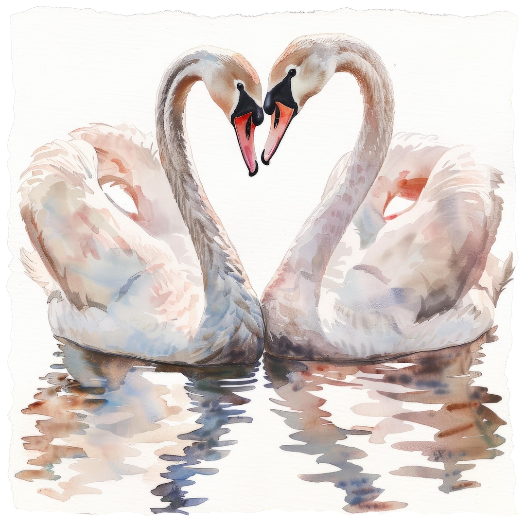 10 Swan Couple Clipart, Swans, Printable Watercolor Clipart, High ...