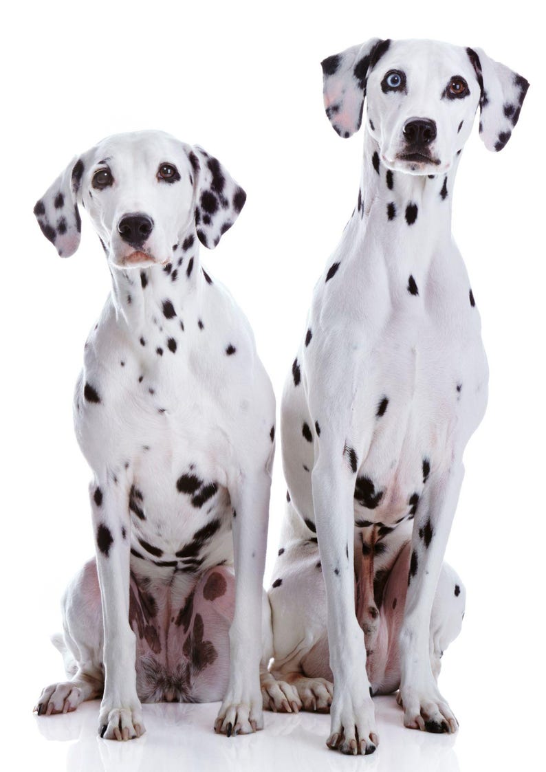 Children's Digital Art Kit - Enchanted Dalmatians | Neutral Decorative ...