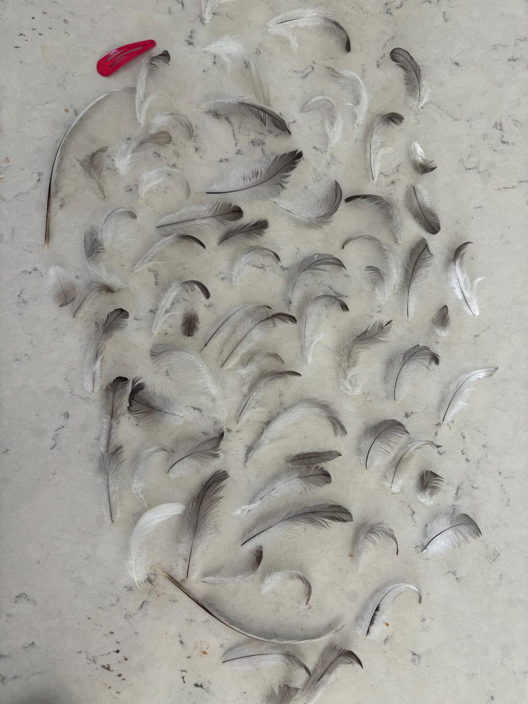 Cruelty Free Light Grey Chicken Feathers, 70 Count, Mixed Sizes - Etsy