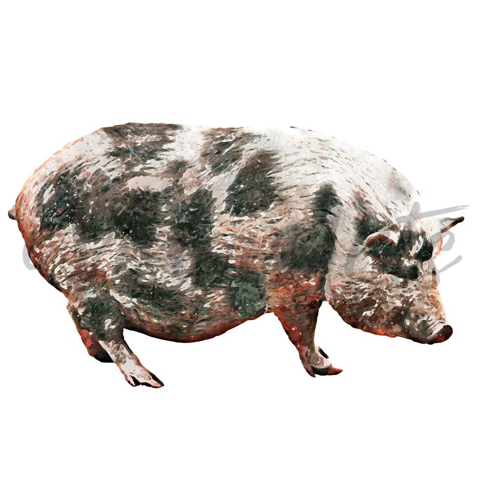 Printable FARM CLIP ART - Pig, Chicken, Corn, Tomato, Tractor, Cow ...