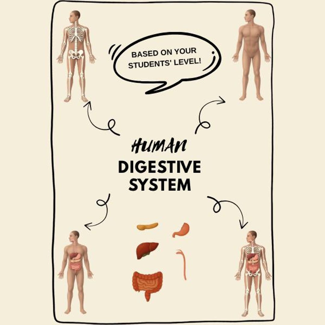 Science Teacher Designed Digestive System Cut and Paste Activity ...