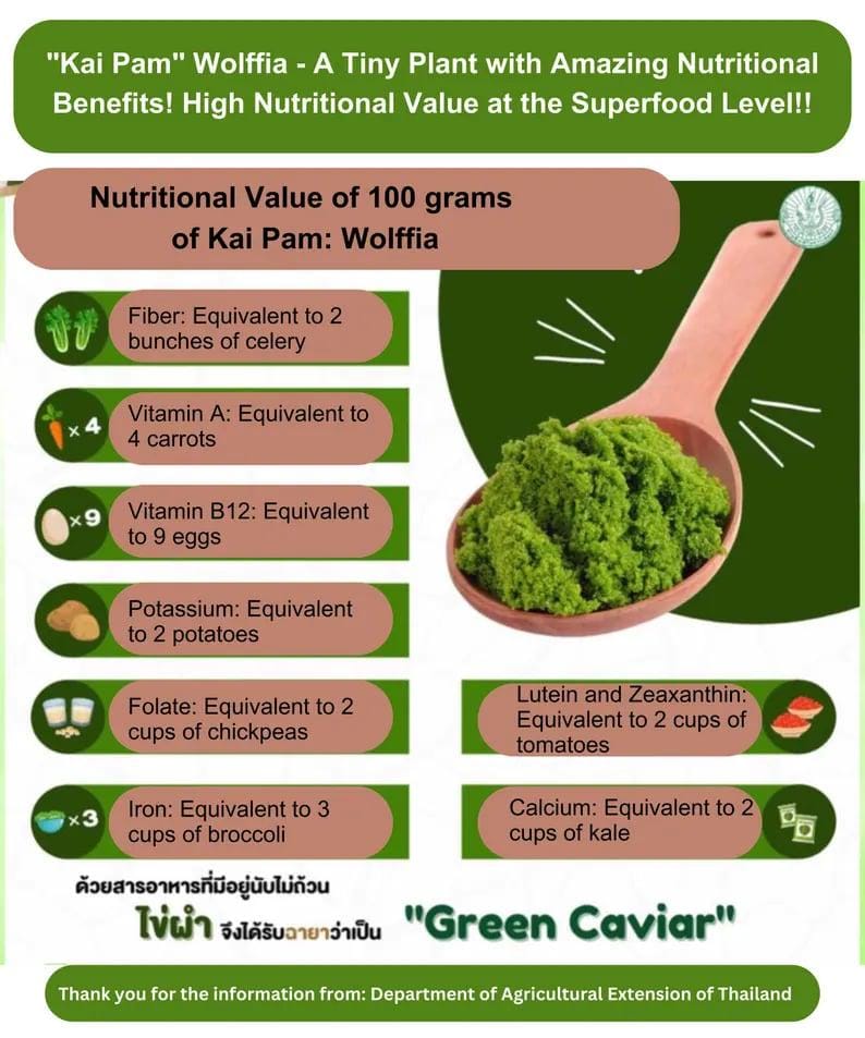 Wolffia Powder (duckweed) (mankai)– Plant-based Superfood Protein ...