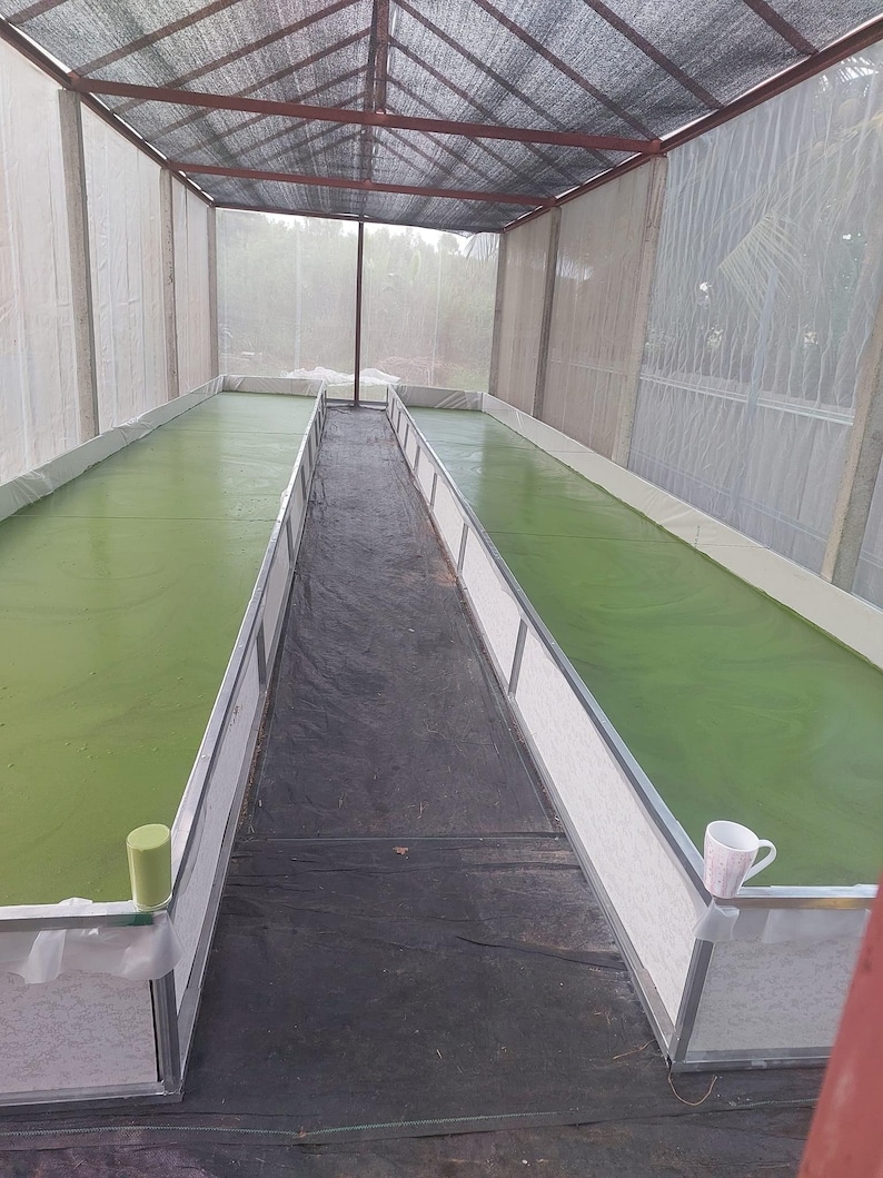Wolffia Powder (duckweed) (mankai)– Plant-based Superfood Protein ...